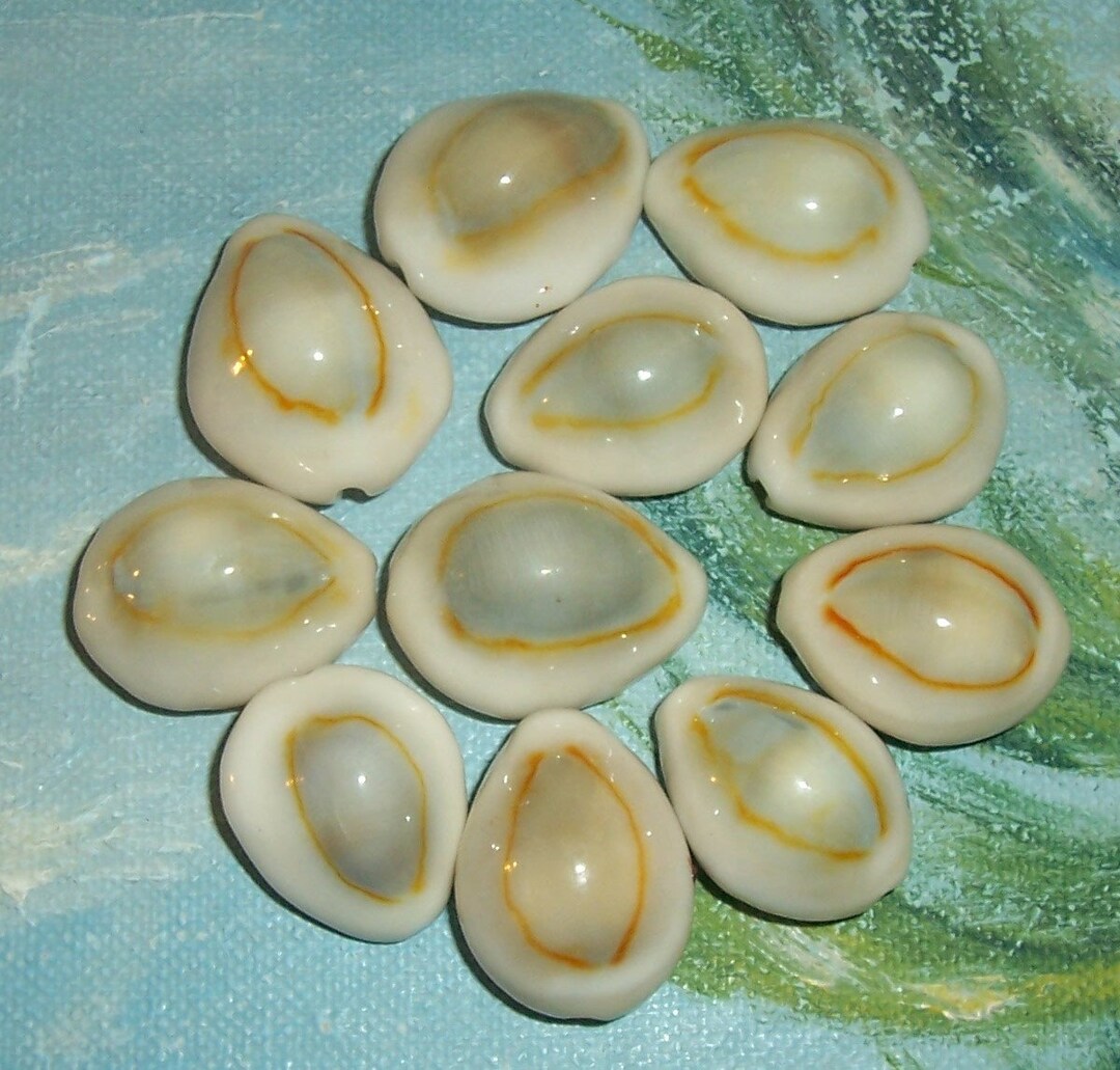 Set of 11 Cypraea Monetaria Annulus Ring Top COWRY Shell, Seashell JB ...