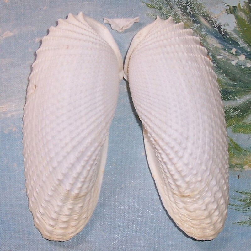 Sea Shell Angel - Etsy