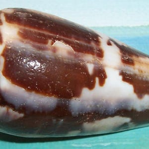 56.7mm Conus Fulmen THUNDERBOLT CONE Seashell, Shell W/ Data From Japan ...