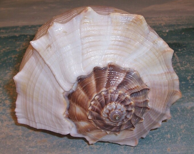 Large, 9 1/2" FLORIDA 10K Islands Found Lightning Whelk SEASHELL W ...