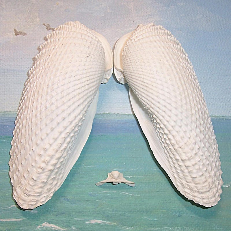 Seashell Angels - Etsy