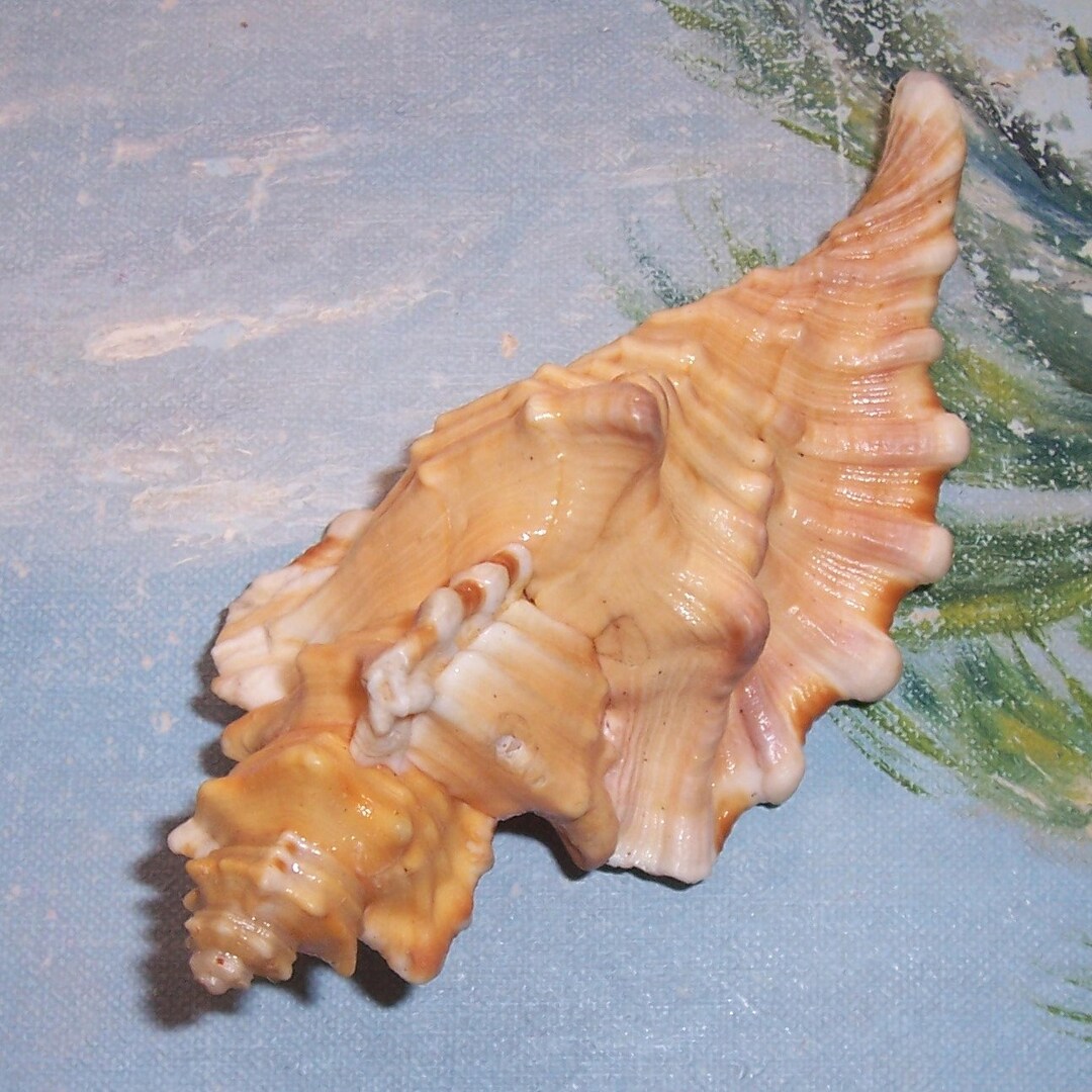 128.1mm Florida Keys Collected Cymatium Femorale ANGULAR TRITON Shell ...