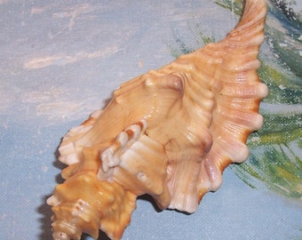 Huge 177.8mm BAHAMAS Collected Cymatium Femorale Angular TRITON Shell ...