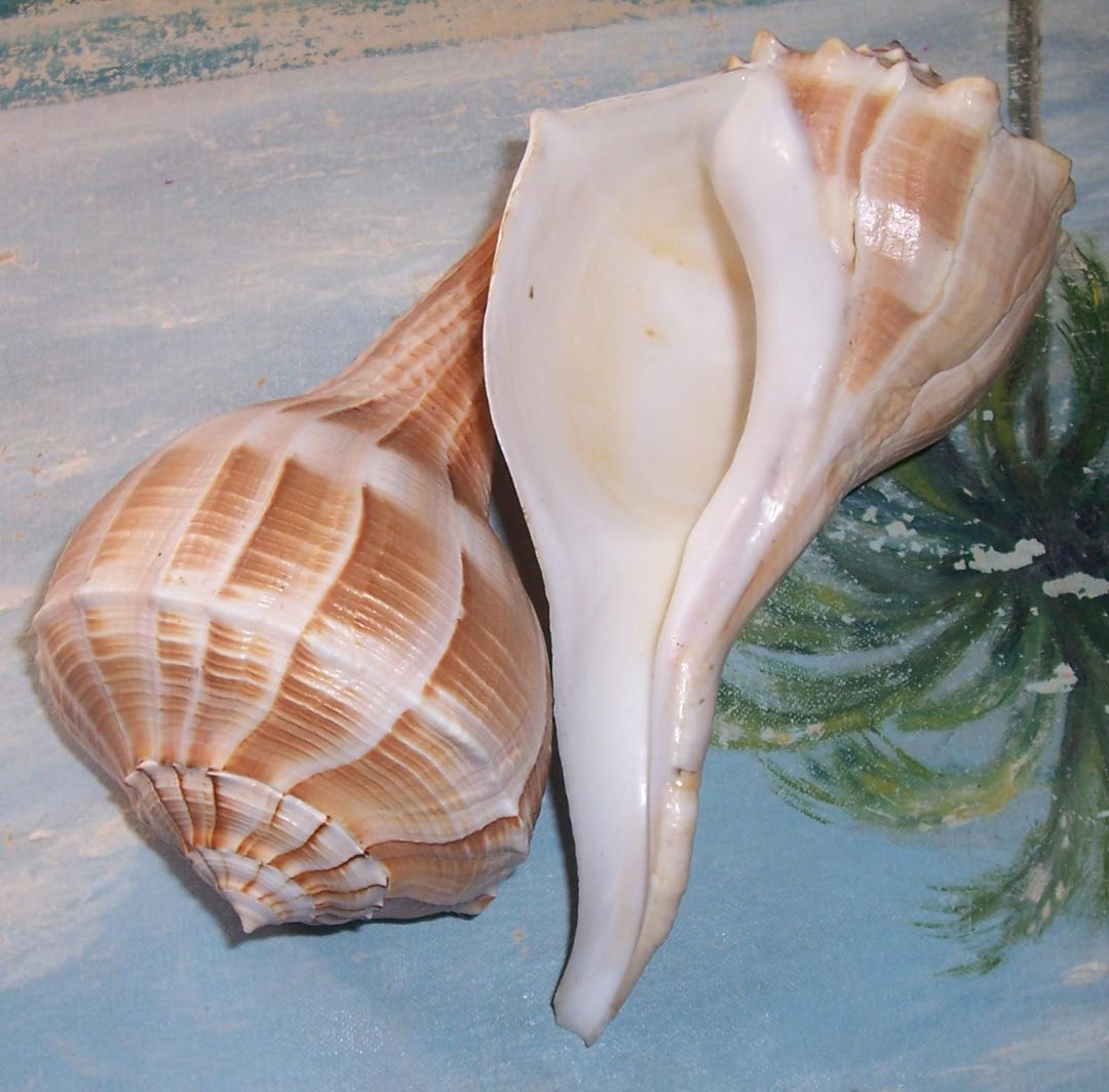Set of Two 8" FLORIDA Keys Found LIGHTNING Whelk Seashell, Shell JB - Etsy
