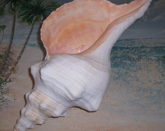 HUGE 18" Monster FLORIDA Keys Found Horse Conch Seashell Shell JB - Etsy