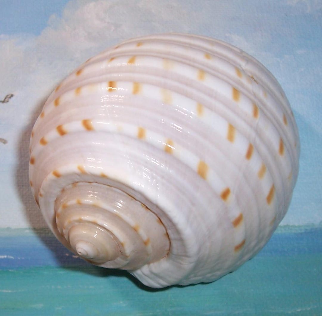 96.6mm Tonna (variegata Complex) Luteostoma GOLD Mouthed Tun Shell ...