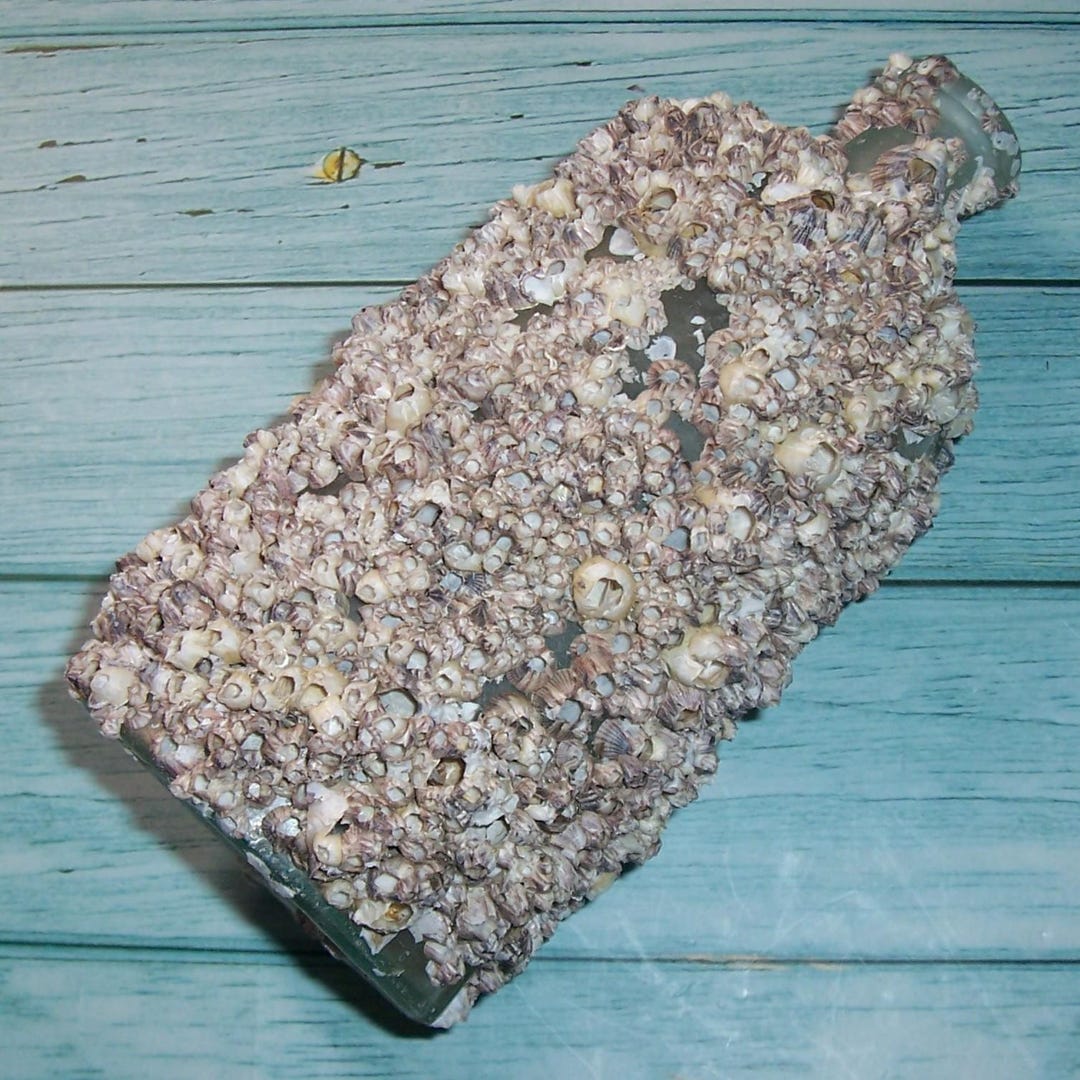 ANTIQUE, Vintage 7 1/2" OCEAN Found Aqua BARNACLE Encrusted Medicine ...