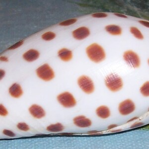 73.9mm Rare FLORIDA Beach Found Scaphella JUNONIA Butleri Juno's VOLUTE ...