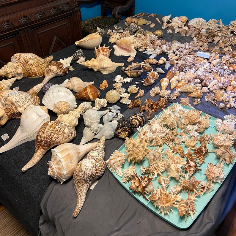 Lot of Four 38.7-48.6mm Florida Keys Astraea Caelata CARVED STAR Shell ...