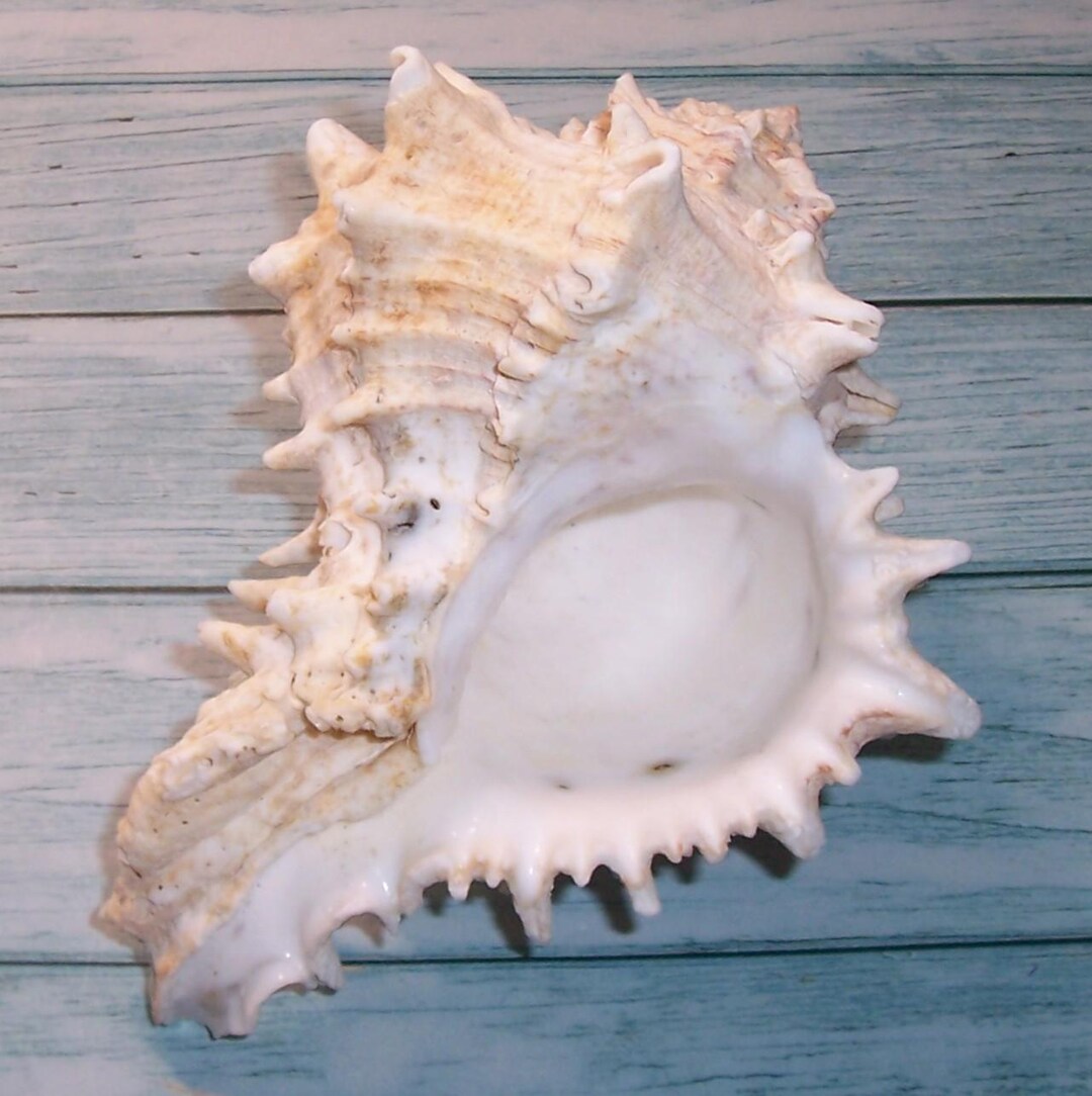 Huge 190.5mm Florida GIANT Eastern MUREX Hexaplex Fulvescens Shell ...