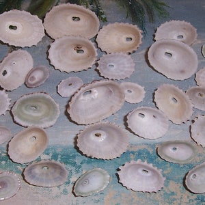 3 Dozen Variety Species of LIMPET SEASHELLS From Puerto Rico - Etsy