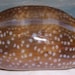 81.5mm Mexico Collected Cypraea Macrocypraea Cervinetta LITTLE Deer ...