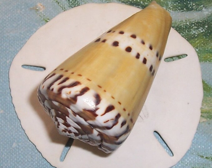 51.6mm Conus Mustelinus WEASEL CONE Shell W/ Data JB - Etsy