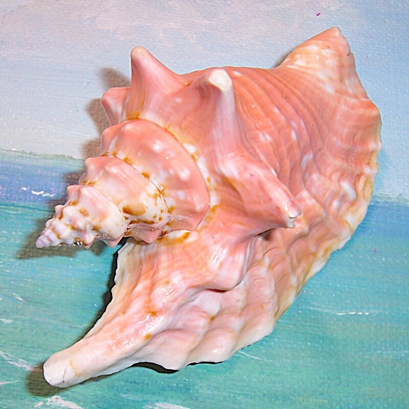 GulfSeaShells - Etsy