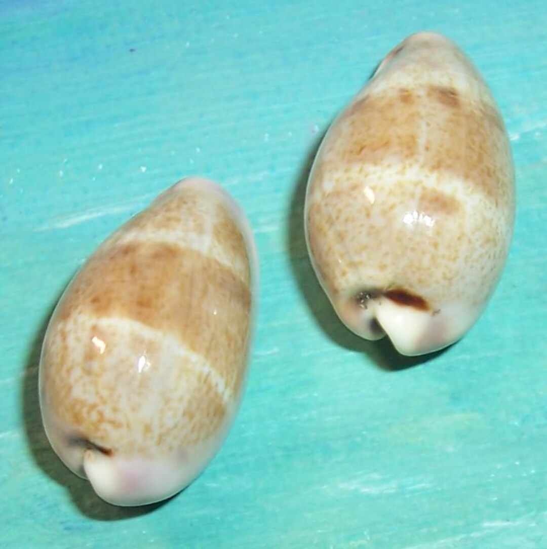Set of Two 24.0&25.0mm Cypraea Walkeri WALKER'S COWRY Shell, Seashell ...
