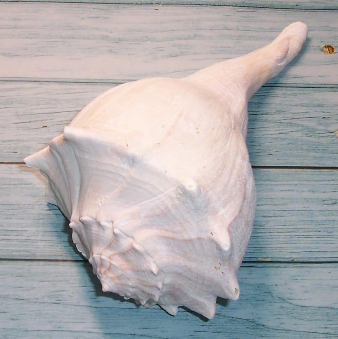 Large, 10" FLORIDA Beach Found LIGHTNING Whelk Shell, SEASHELL - Etsy