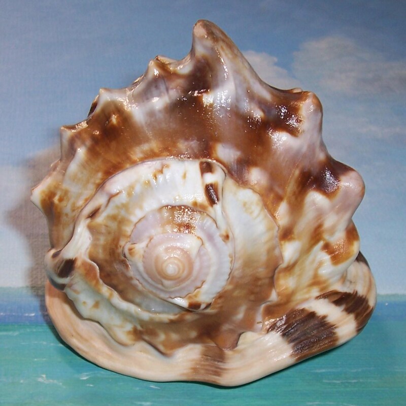 GulfSeaShells - Etsy