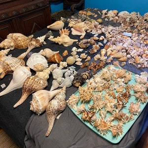 57.9mm Voluta Lyria Planicostata FLAT Ribbed VOLUTE Seashell JB - Etsy