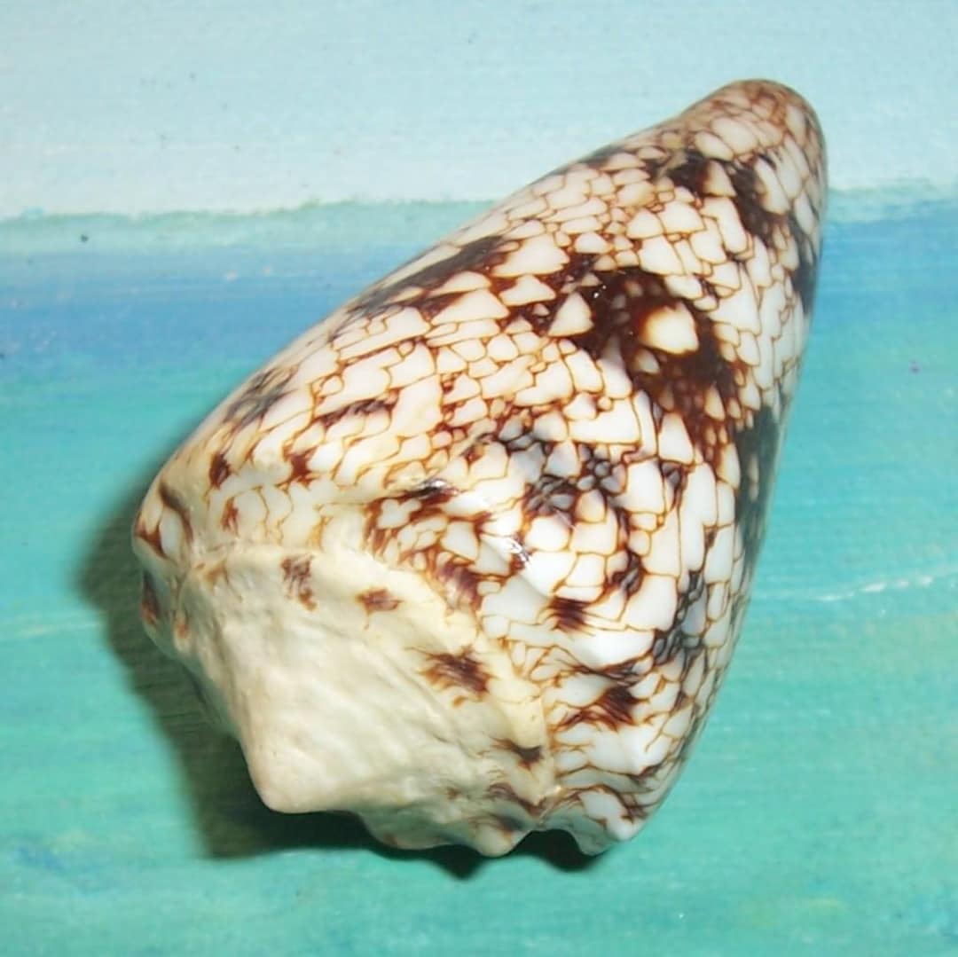 60.7mm Conus Nicobaricus NICOBAR CONE Shell, Seashell W/ Philippines ...