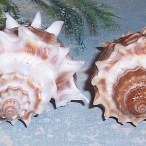 Set of 4 Super Spikey Florida Melongena Corona Kings CROWN Conch ...