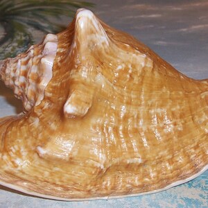 137.9mm FLORIDA Keys BEACH Collected Milk Conch Shell SEASHELL - Etsy