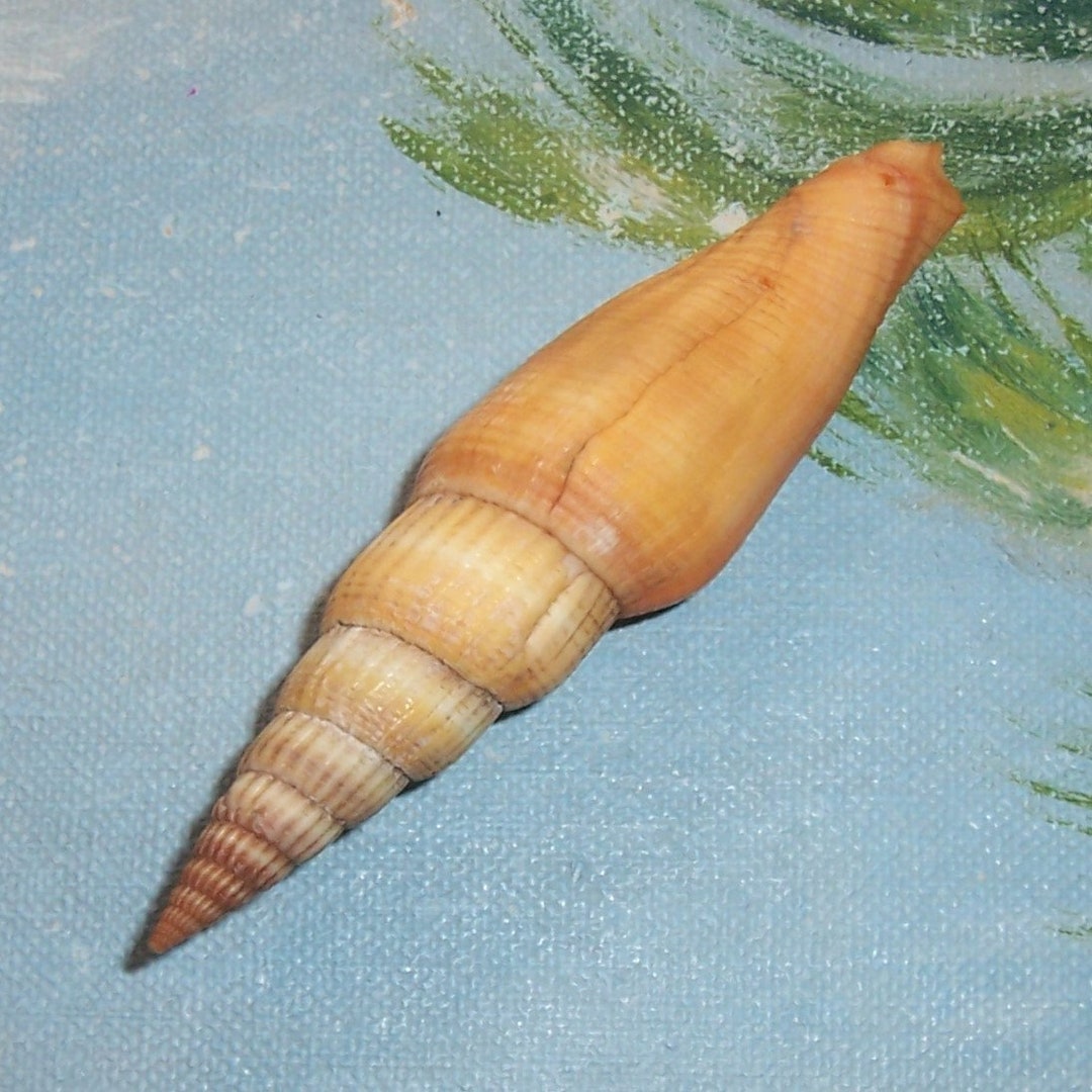 77.1mm Mitra Vexillum Coccineum Scarlet/ornate MITRE Shell, Seashell JB ...