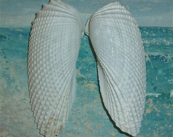 Angel Wing Shell - Etsy