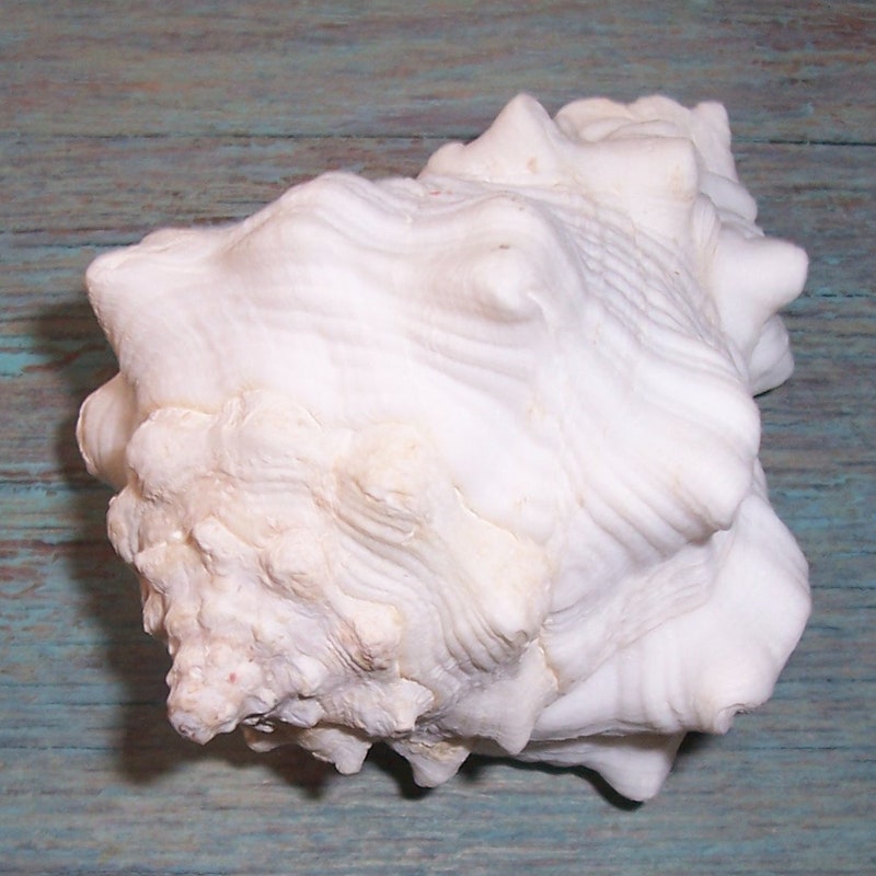 GulfSeaShells - Etsy