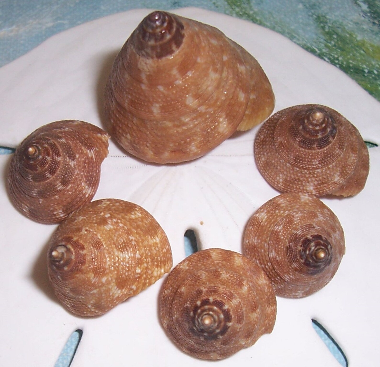 Set of 6 Calliostoma Jujubinum JUJUBE Top Shell, Seashell JB - Etsy