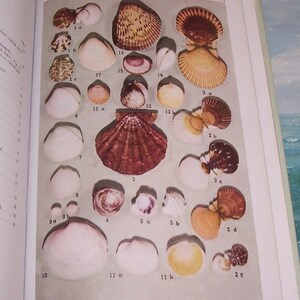 VINTAGE 1952 Seashell Identification Book "florida Marine Shells" - Etsy