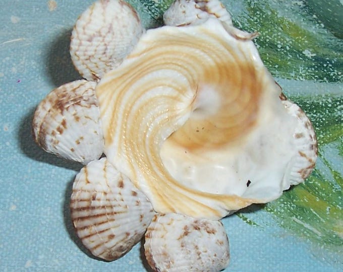 52.6mm FLORIDA Keys Found Xenophora Conchyliophora ATLANTIC CARRIER ...