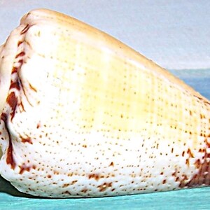 Specimen Grade 36.3mm Conus Regius CITRINUS ROYAL, CROWN Cone Shell ...
