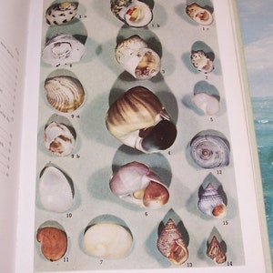 VINTAGE 1952 Seashell Identification Book "florida Marine Shells" - Etsy