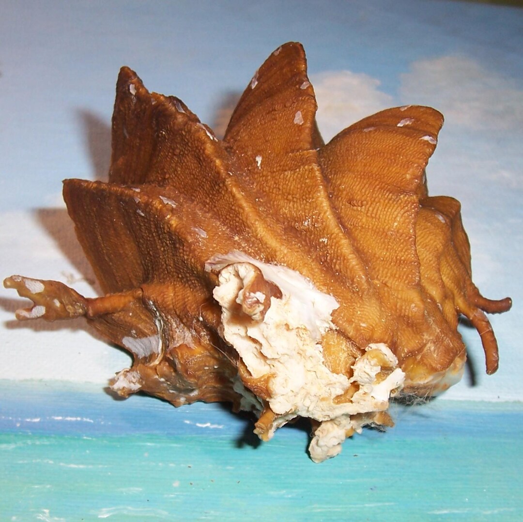 90.7mm Matched Bivalve Lopha Cristagalli COCKSCOMB OYSTER Seashell ...