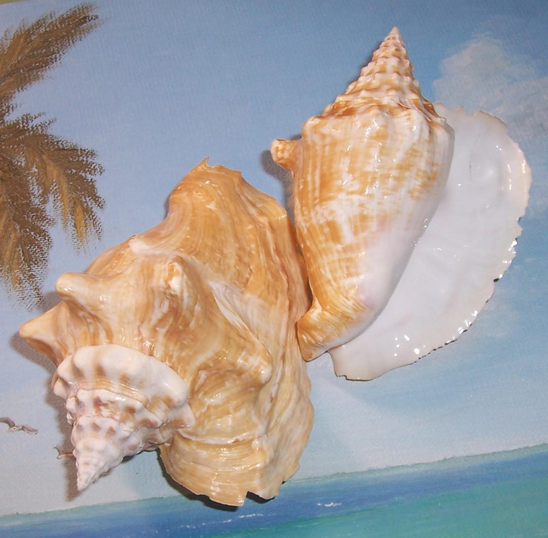 Set of Two 122.7&115.0mm Florida Keys Collected Strombus Costatus MILK ...