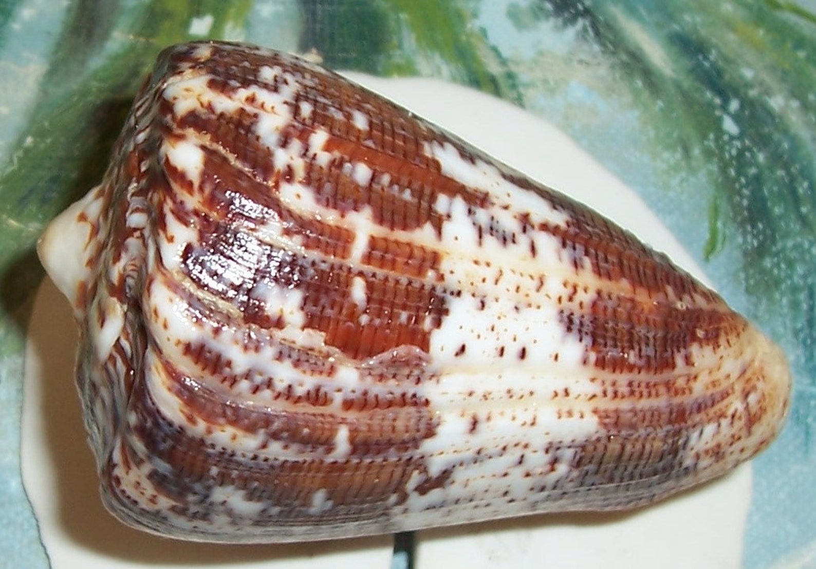 Large Specimen Grade 63.1mm CONUS Regius Royal, Crown Cone SEASHELL JB ...