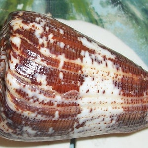 Large Specimen Grade 63.1mm CONUS Regius Royal, Crown Cone SEASHELL JB ...