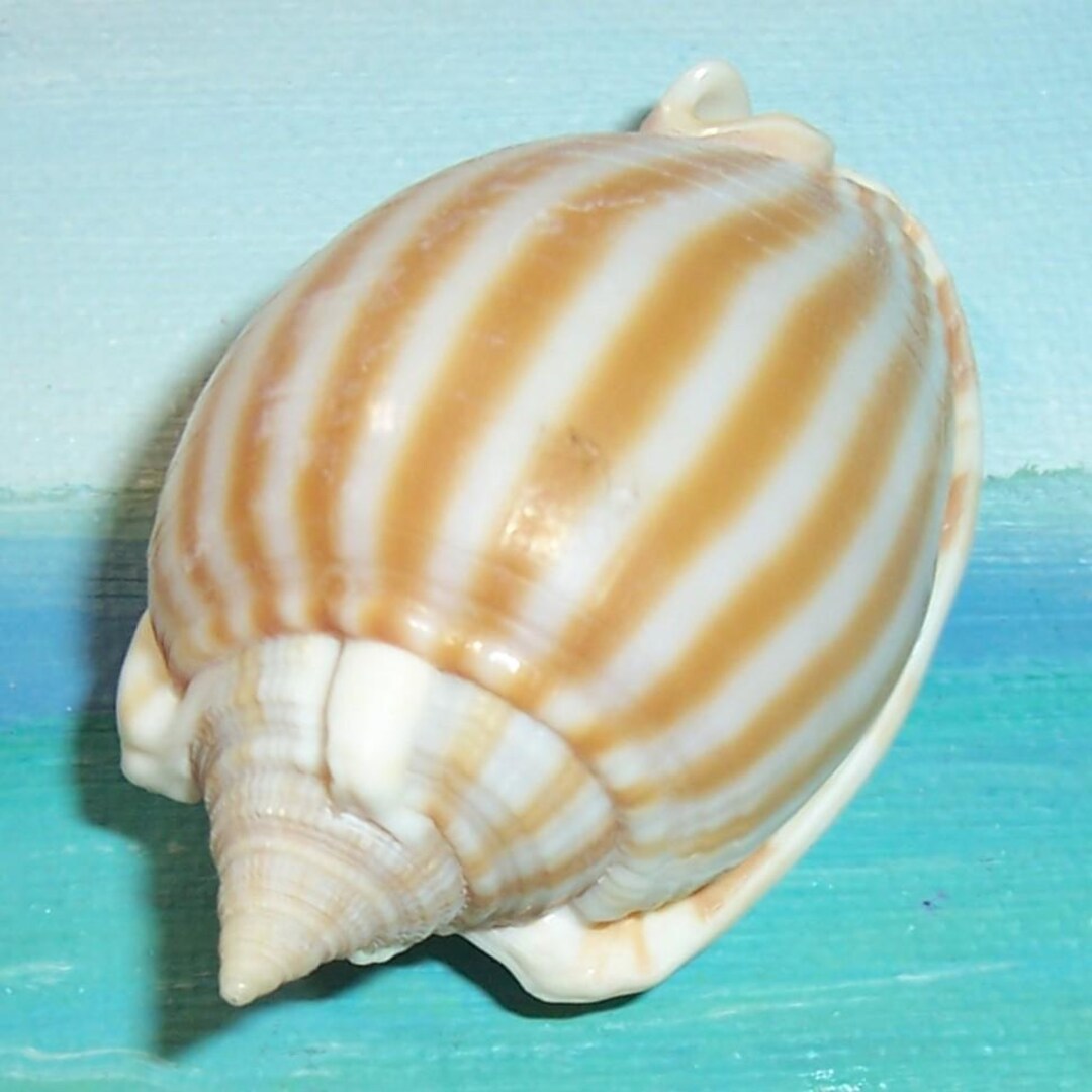 58.3mm Specimen Phalium Flammiferum Striped BONNET Seashell, Shell - Etsy