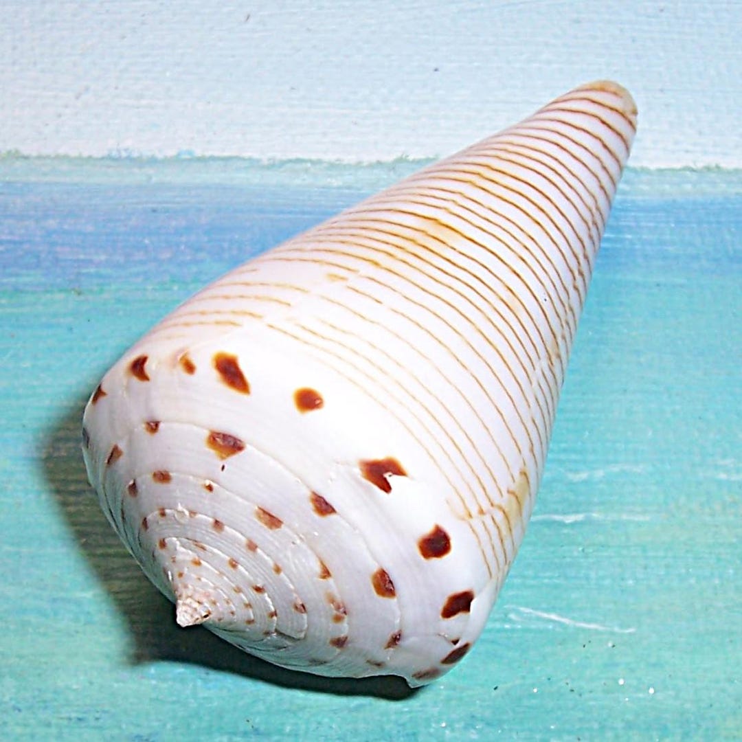 62.3mm CONUS Hirasei HIRASE'S CONE Seashell, Shell With Philippines Data - Etsy
