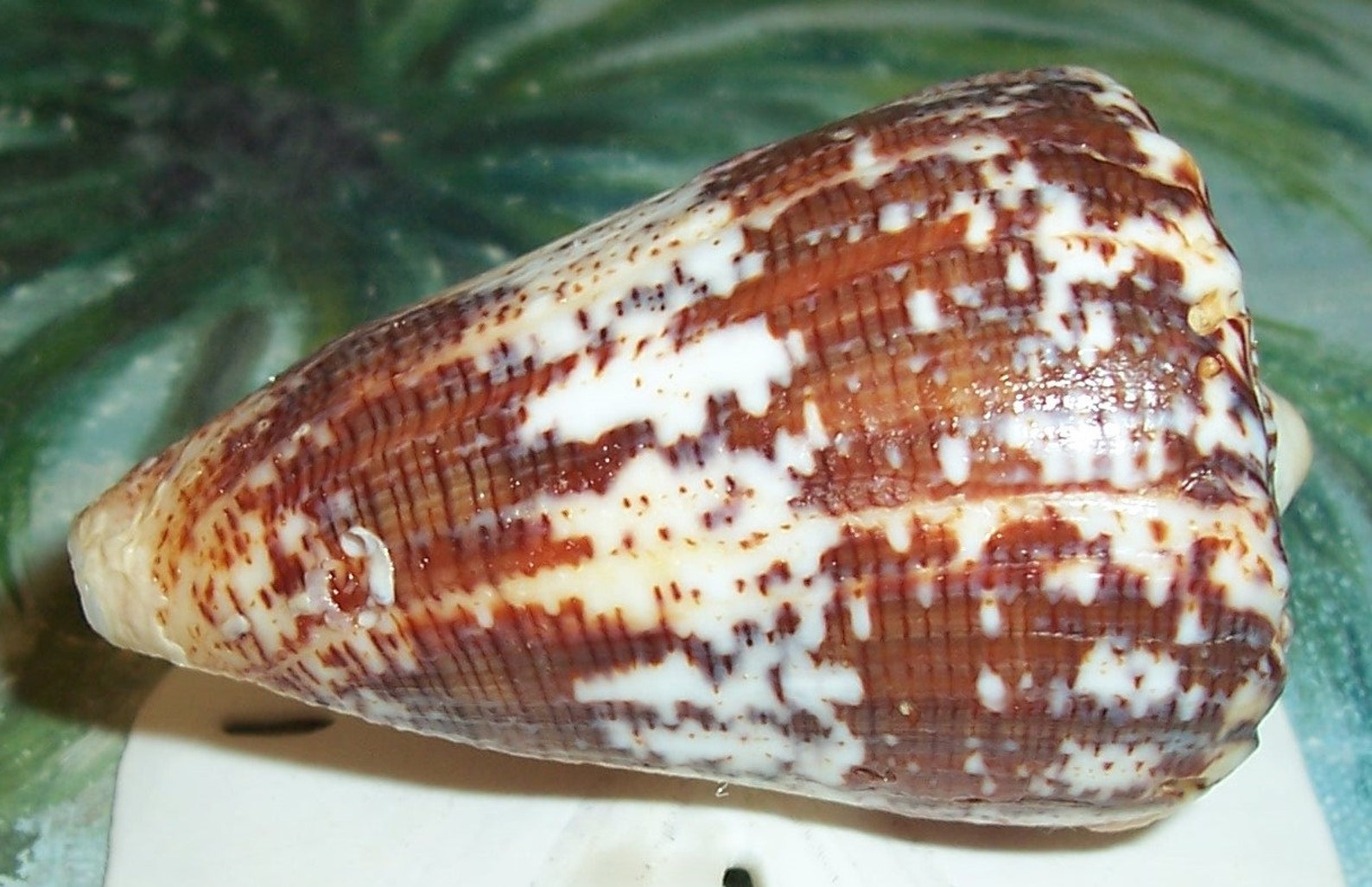 Large Specimen Grade 63.1mm CONUS Regius Royal, Crown Cone SEASHELL JB ...