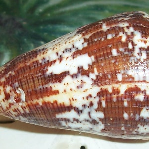 Large Specimen Grade 63.1mm CONUS Regius Royal, Crown Cone SEASHELL JB ...