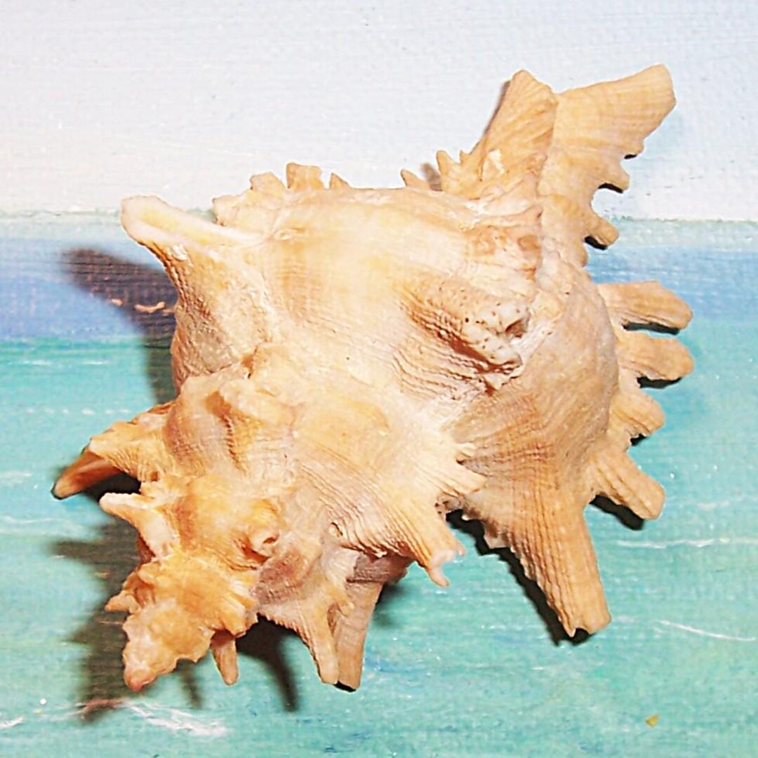 80.1mm Hexaplex Saharicus SAHARA MUREX Shell, SEASHELL - Etsy UK