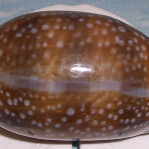 81.5mm Mexico Collected Cypraea Macrocypraea Cervinetta LITTLE Deer ...