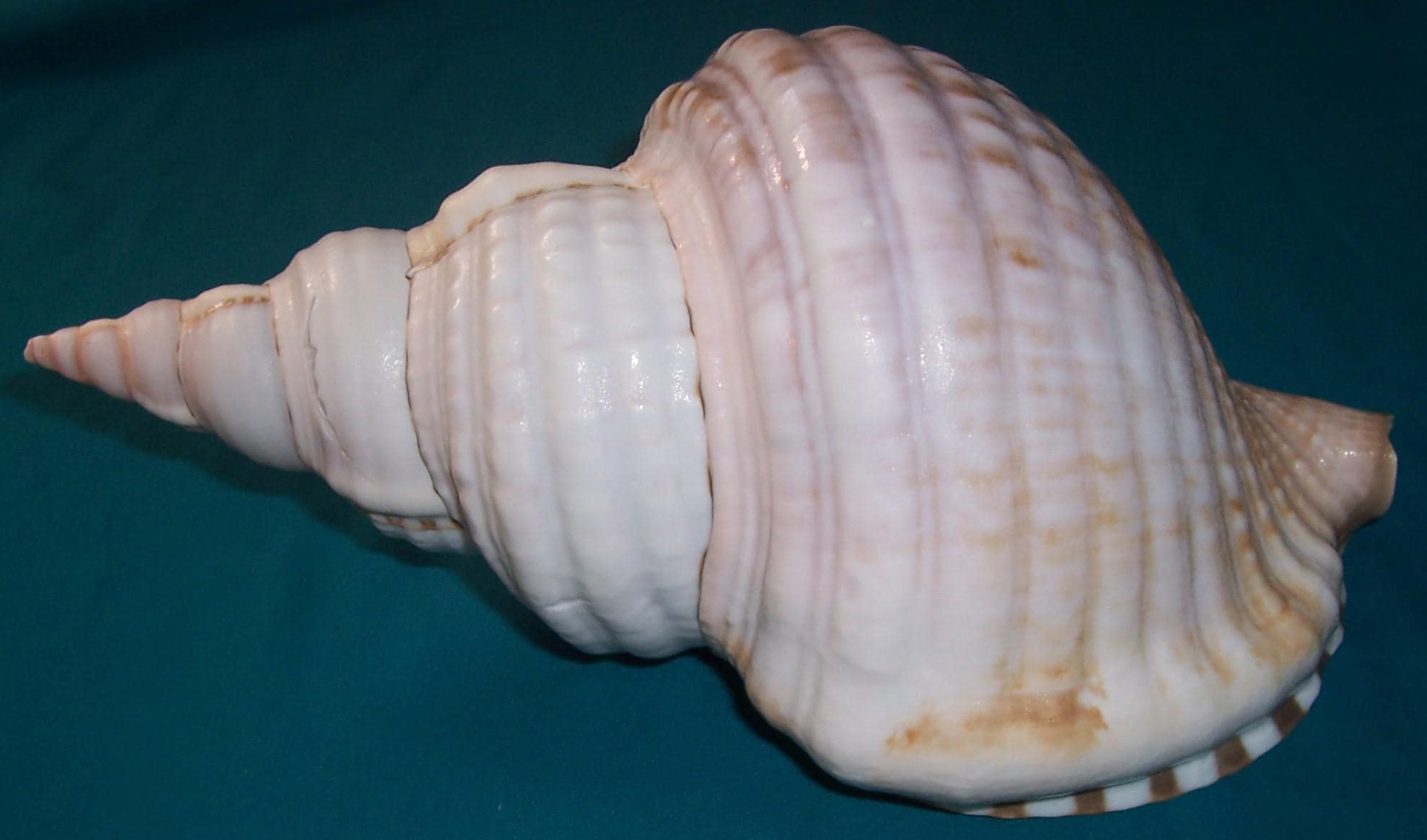 279.4mm Charonia Variegata Atlantic TRITON'S TRUMPET Shell, Seashell ...