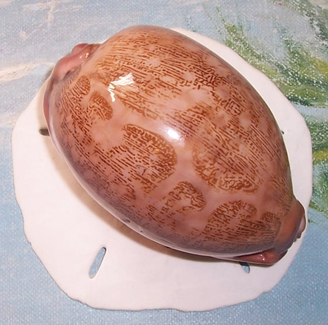 80.2mm CYPRAEA Leporicypraea Mappa Map COWRY Shell, Seashell #3 - Etsy