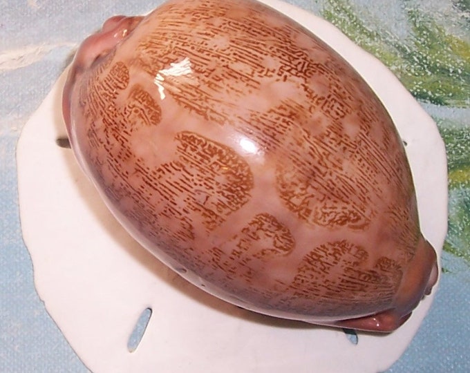80.2mm CYPRAEA Leporicypraea Mappa Map COWRY Shell, Seashell #3 - Etsy