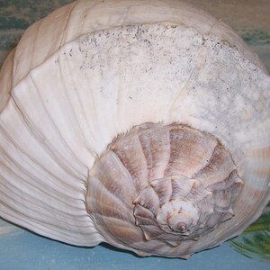Huge, 11 1/2" FLORIDA Keys Found LIGHTNING Whelk Shell, Seashell JB - Etsy