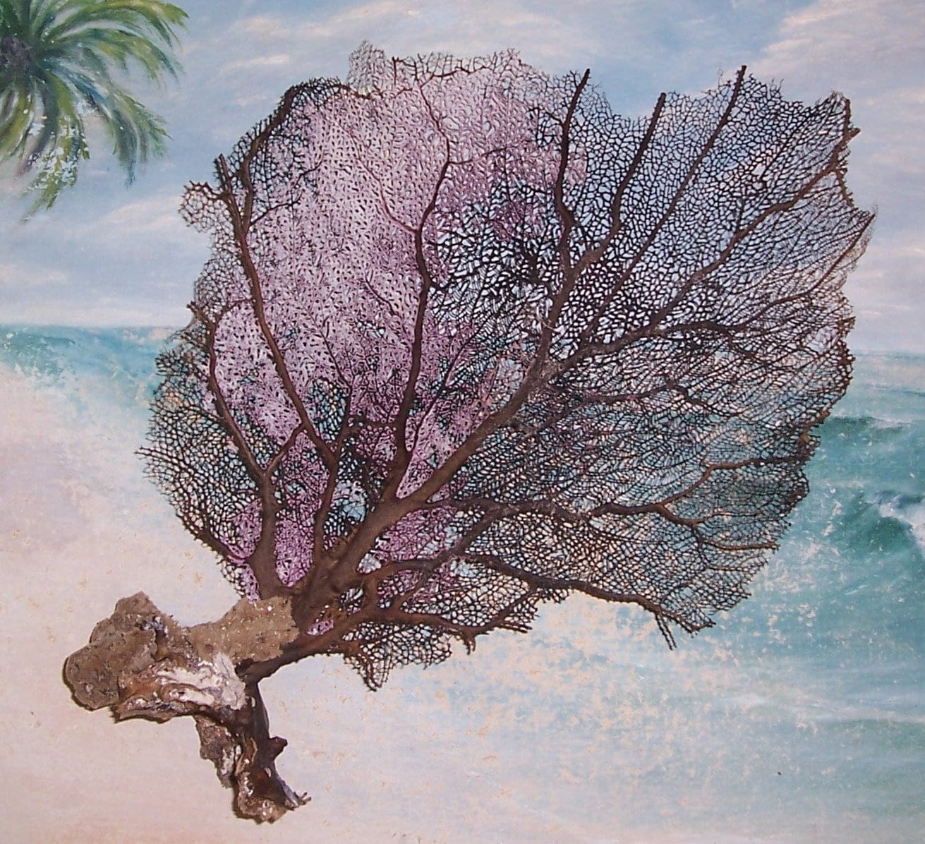 Purple Sea Fan