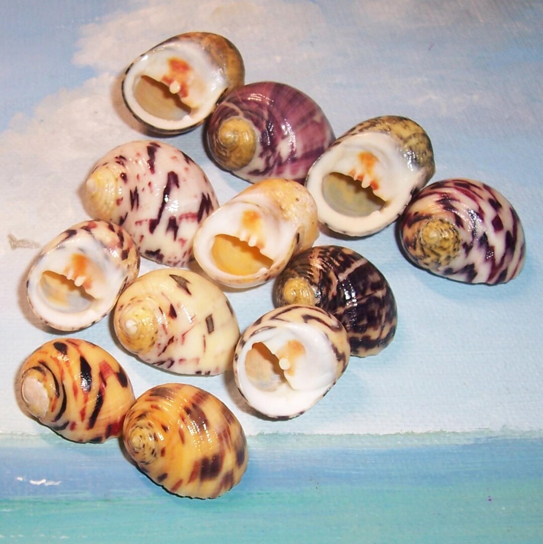 One Dozen Puerto Rico BEACH Collected Nerita Peloronta Bleeding Tooth ...