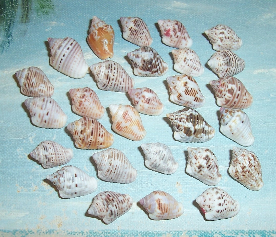 2 Dozen Puerto Rico BEACH Found DOVE SEASHELLS #2 - Etsy